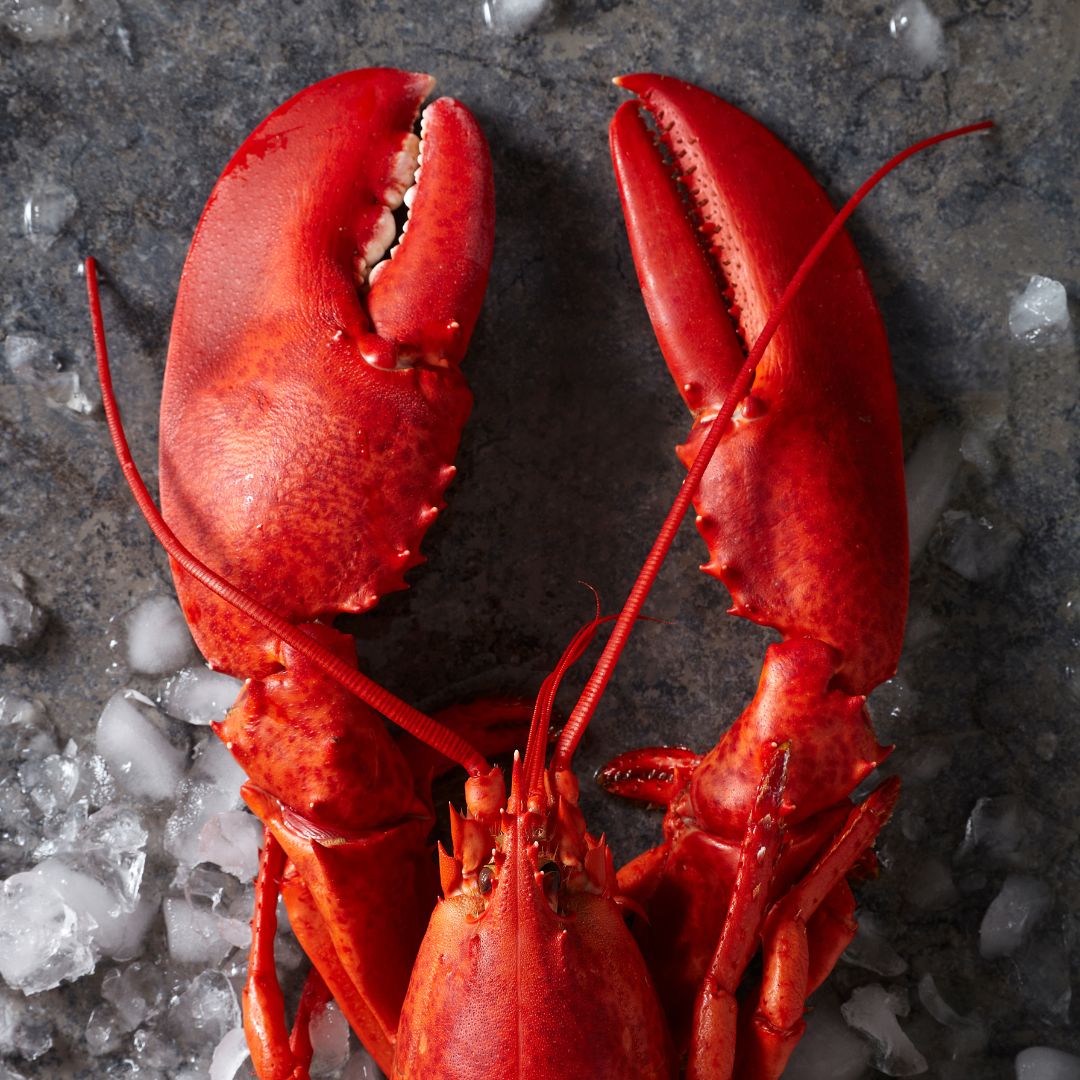 Lobster – Pacific Bay