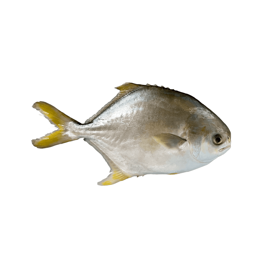 Pompano Whole (Pomfret) | pacificbay.com.ph – Pacific Bay
