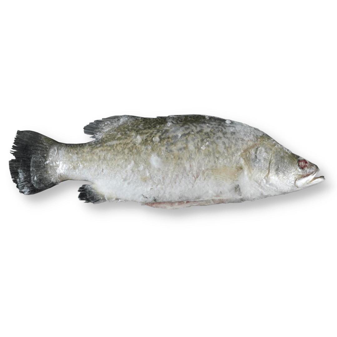 Pacific Bay Barramundi