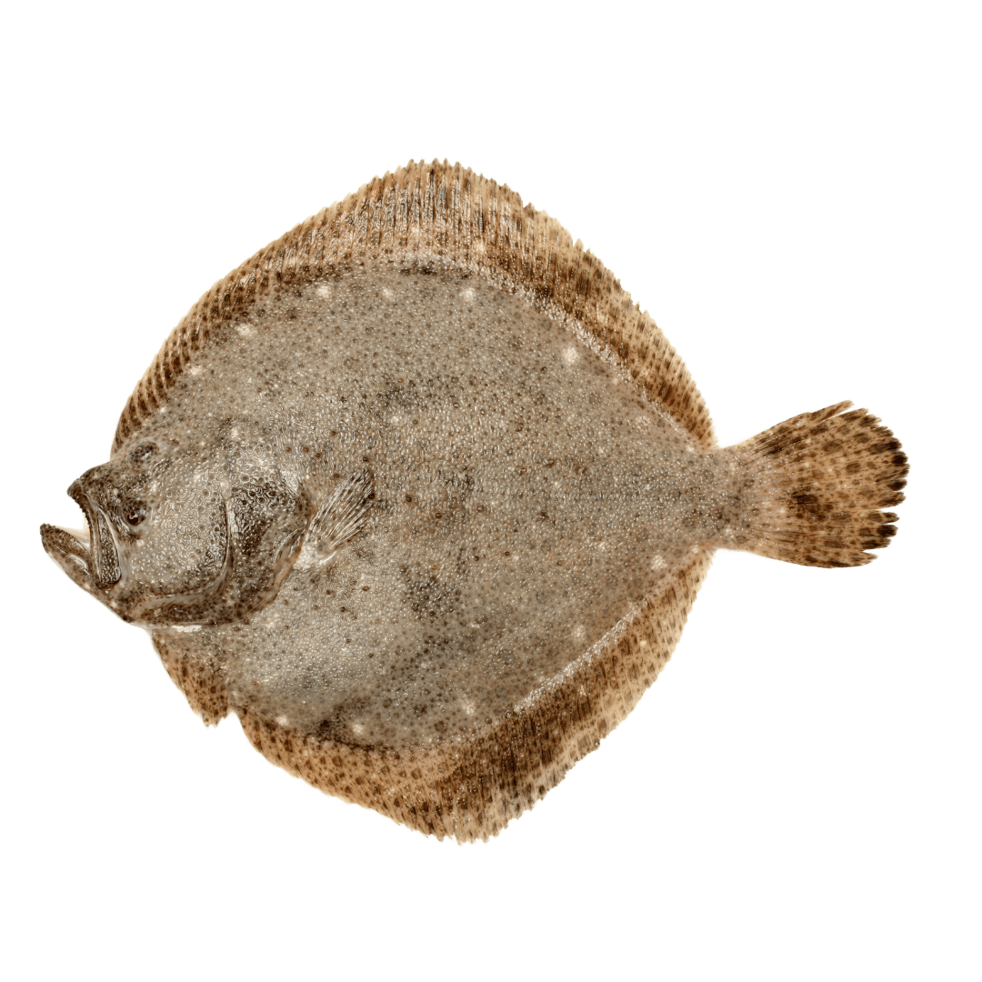 Pacific Bay Whole Turbot